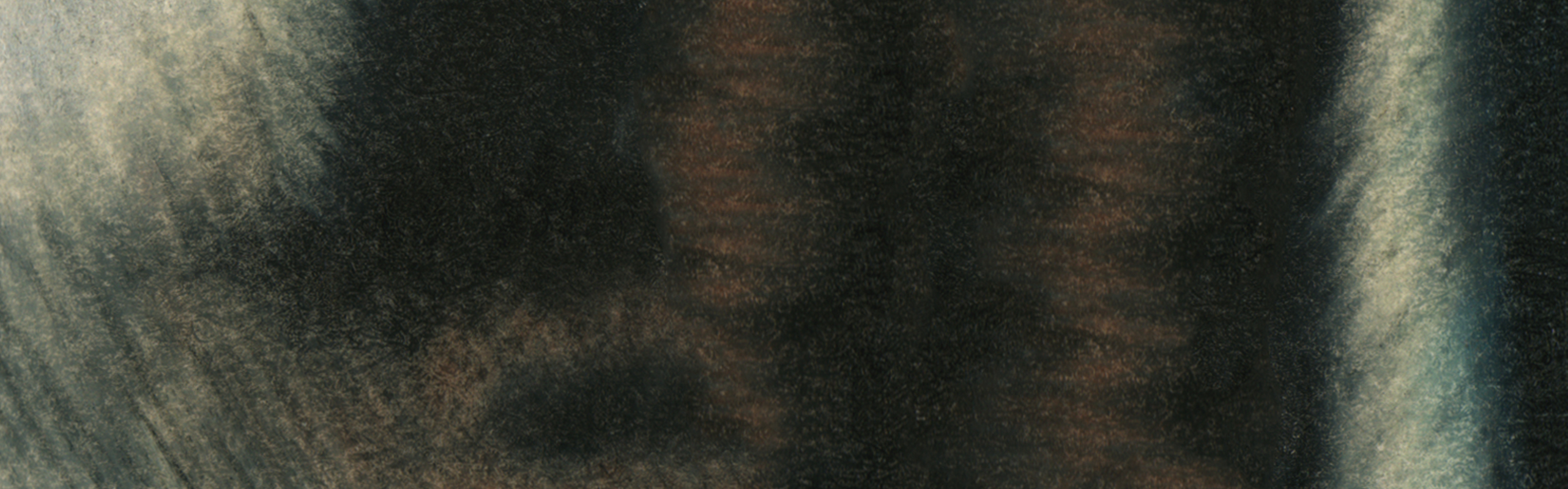 Annamite Striped Rabbit (Nesolagus timminsi) – FaunaFocus