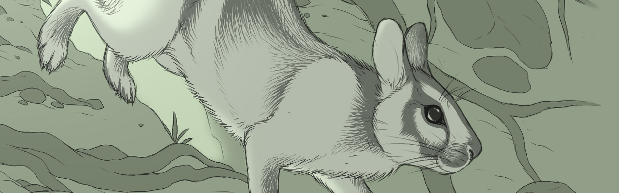 Annamite Striped Rabbit (Nesolagus timminsi) – FaunaFocus