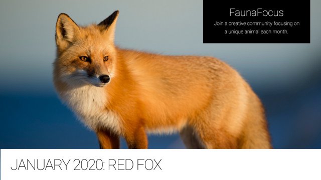 Twitch – FaunaFocus