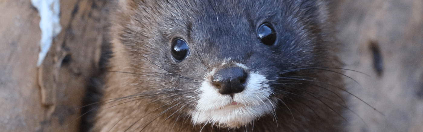 European Mink (Mustela lutreola) – FaunaFocus
